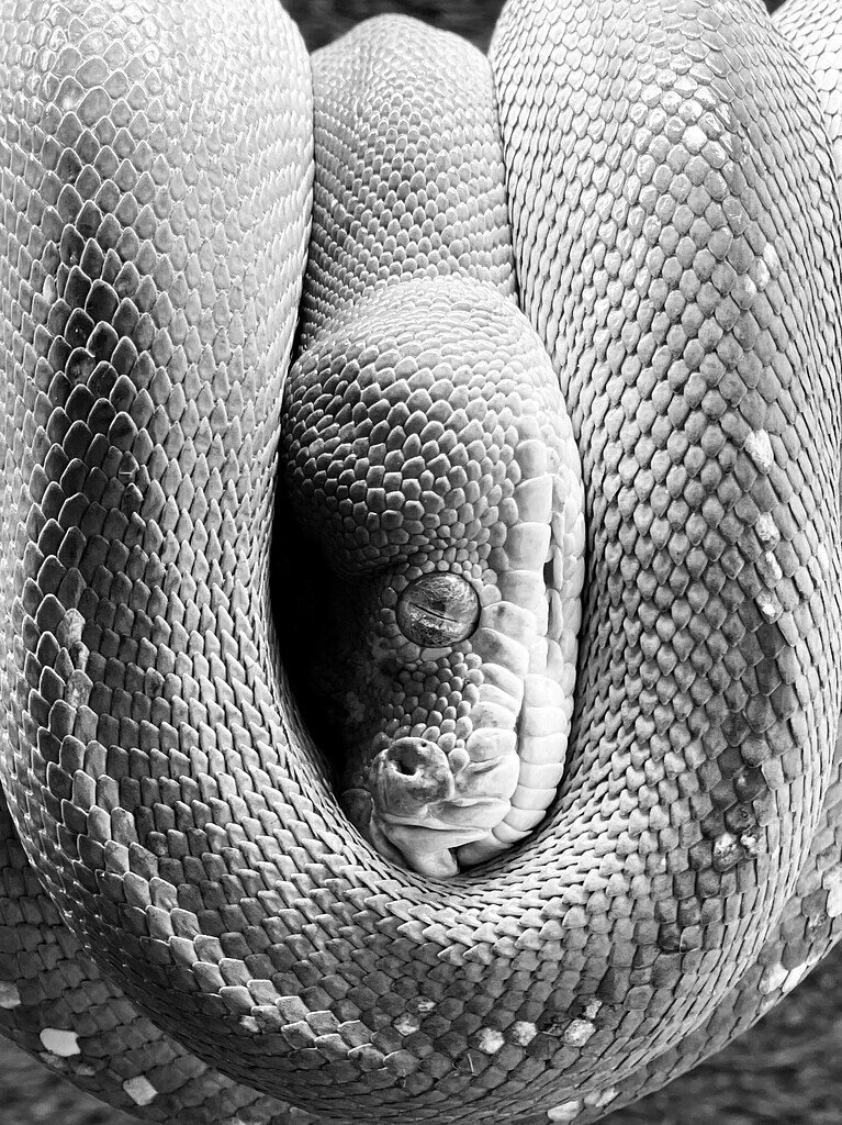 Artsy-fartsy chondro pic - Green Tree Pythons - MorphMarket Reptile ...