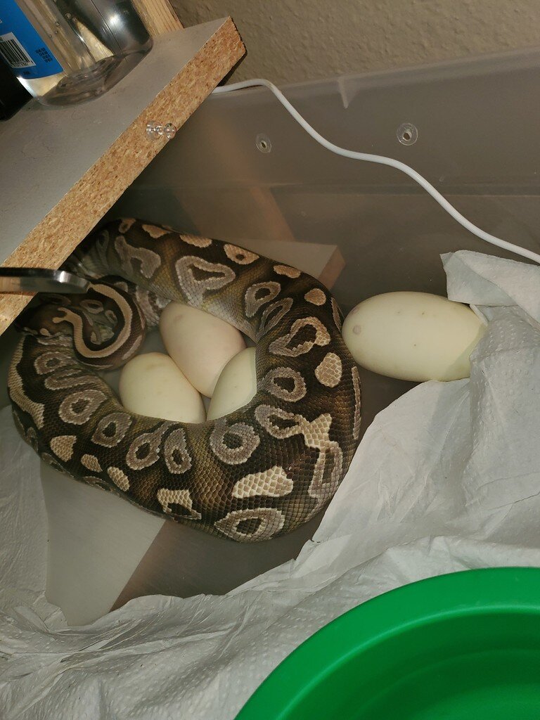 Finally we have eggs on the ground - Ball Pythons - MorphMarket Reptile ...