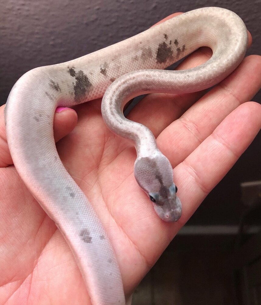 Urban Camo Worlds Firsts - Ball Pythons - MorphMarket Reptile Community