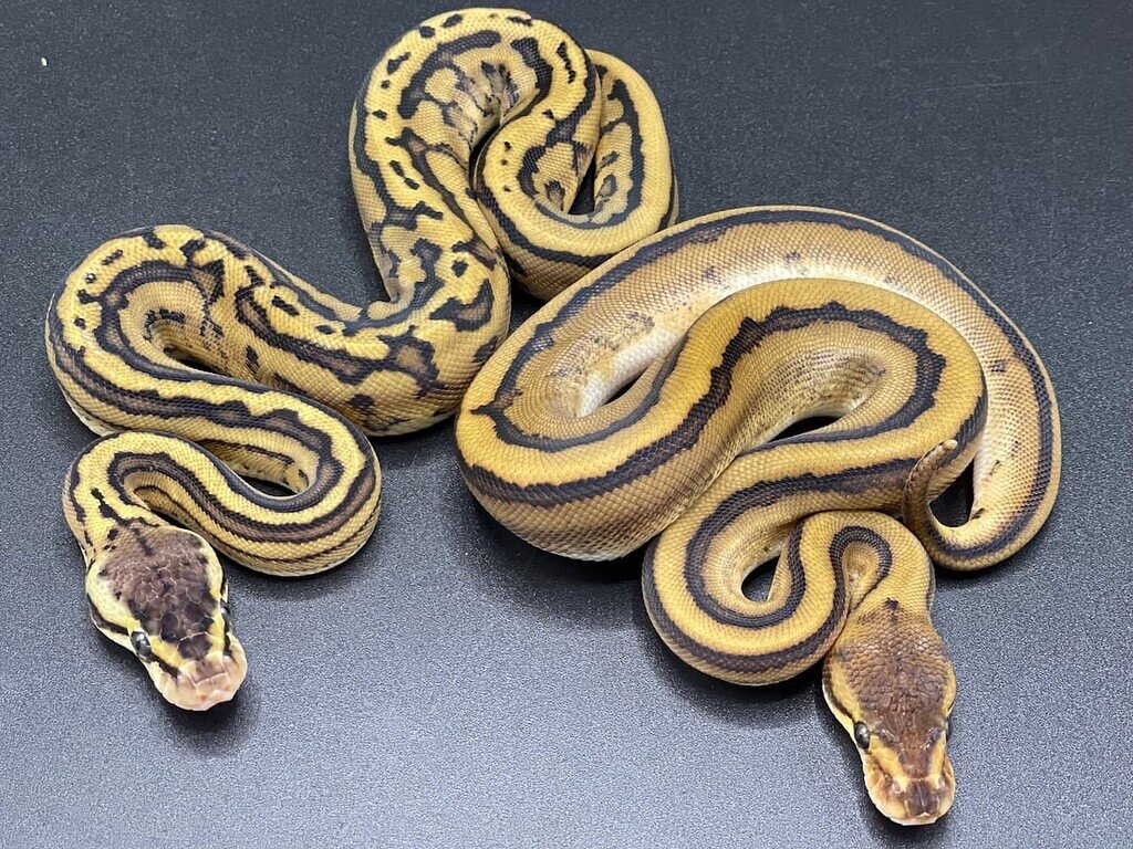 Try not to get burned - Ball Pythons - MorphMarket Reptile Community