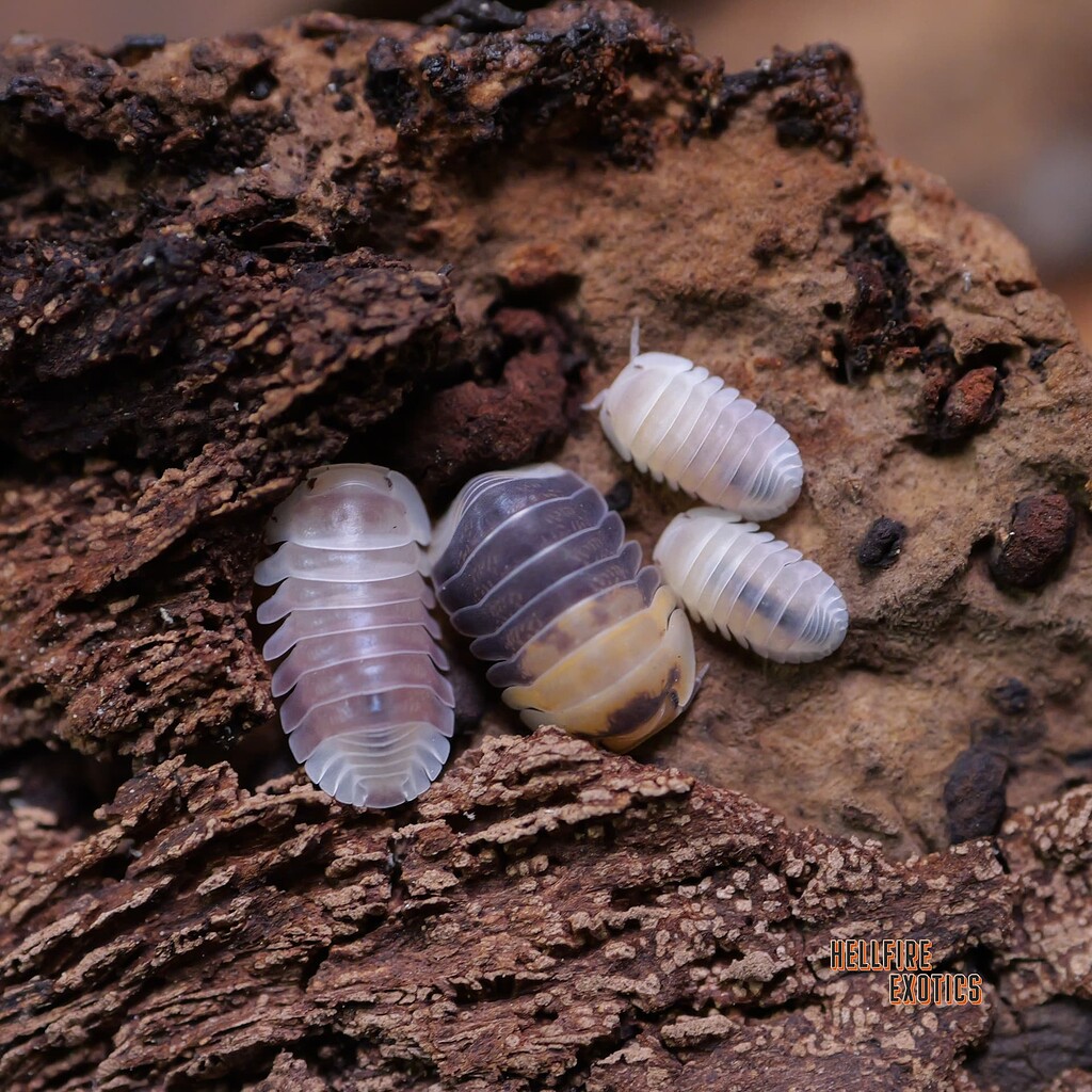 The "Odd" Snow Bee Family - Isopods - MorphMarket Reptile Community
