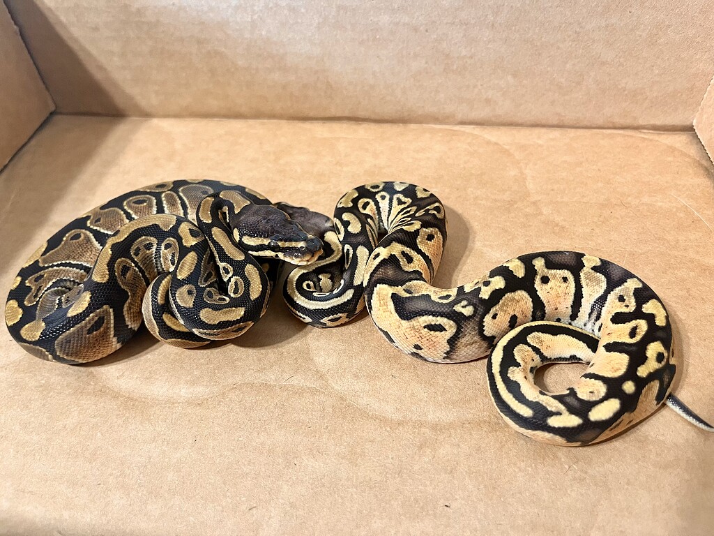 What is this clutch? - Ball Pythons - MorphMarket Reptile Community