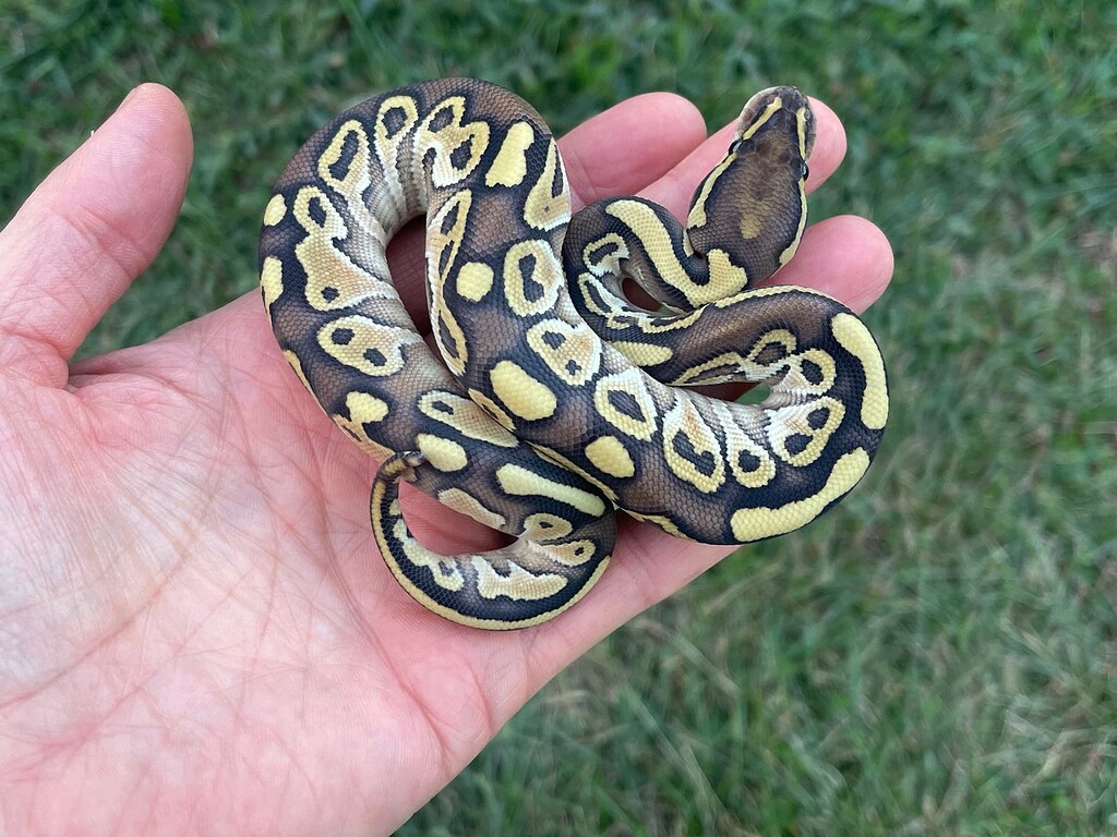 First clutch all shed out - Ball Pythons - MorphMarket Reptile Community