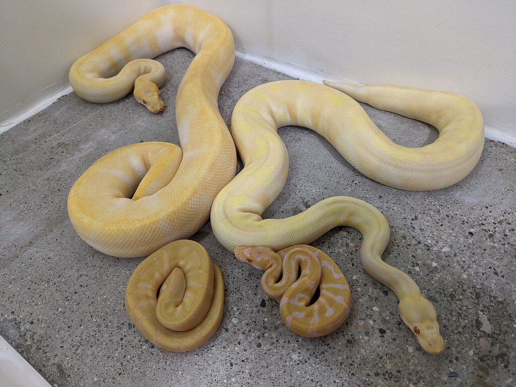 Super Enchi Albino vs Enchi Albino - Ball Pythons - MorphMarket Reptile ...
