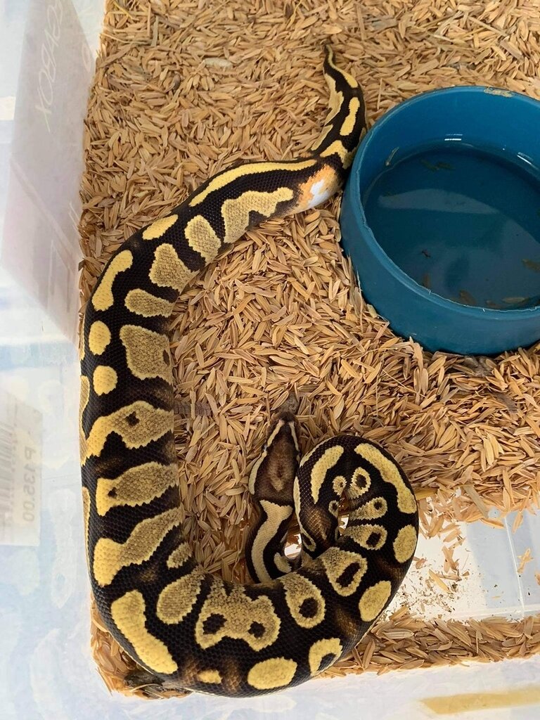 Fire YB or Fire Gravel? - Ball Pythons - MorphMarket Reptile Community