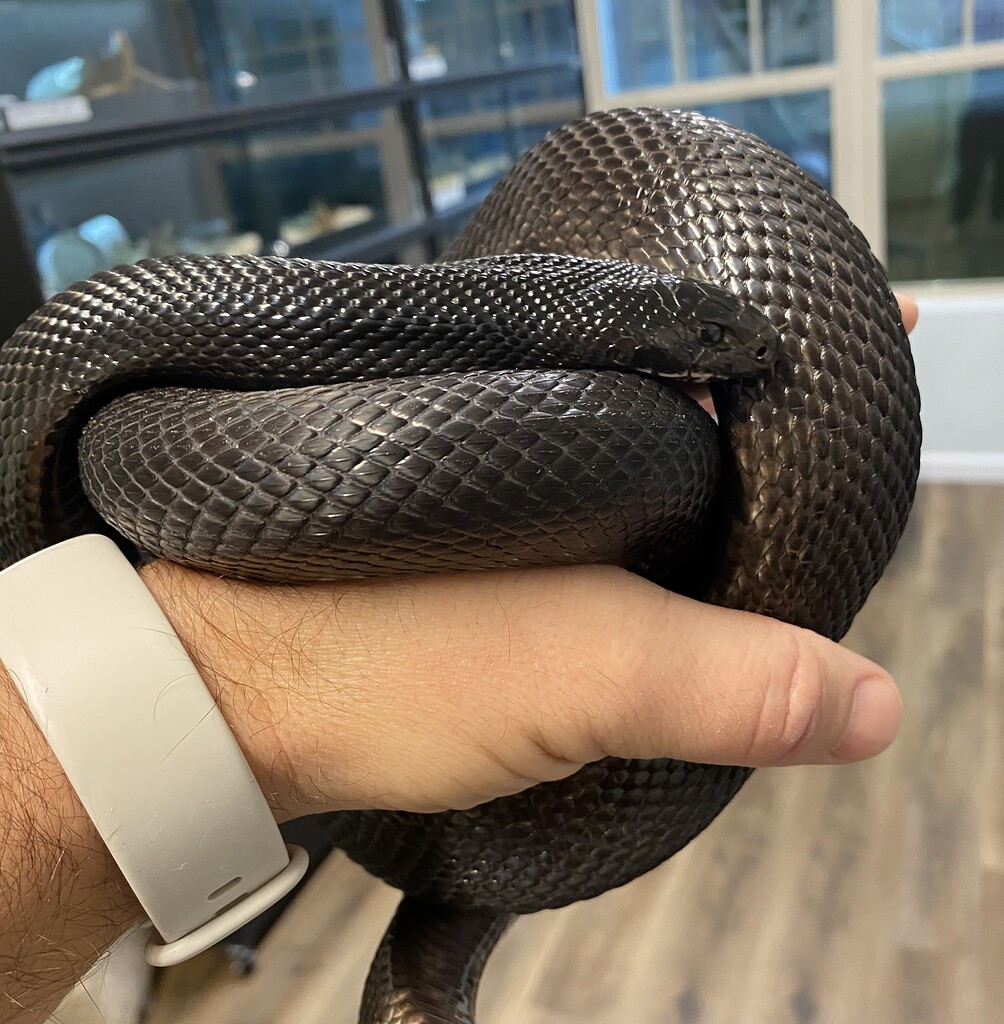 Pine Snake Love - Other Colubrids - MorphMarket Reptile Community