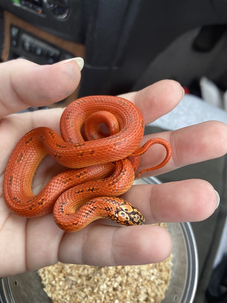Insurance questions? (NY) - All Reptiles - MorphMarket Reptile Community