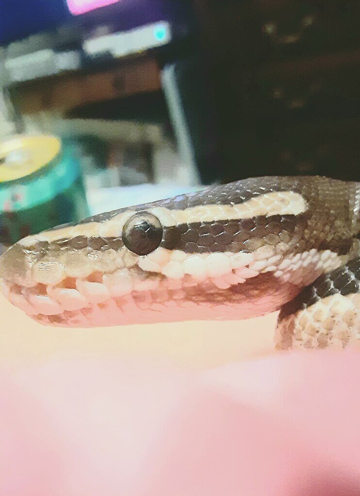 Eye caps or tears on the surface of the eyeballs? - Ball Pythons ...