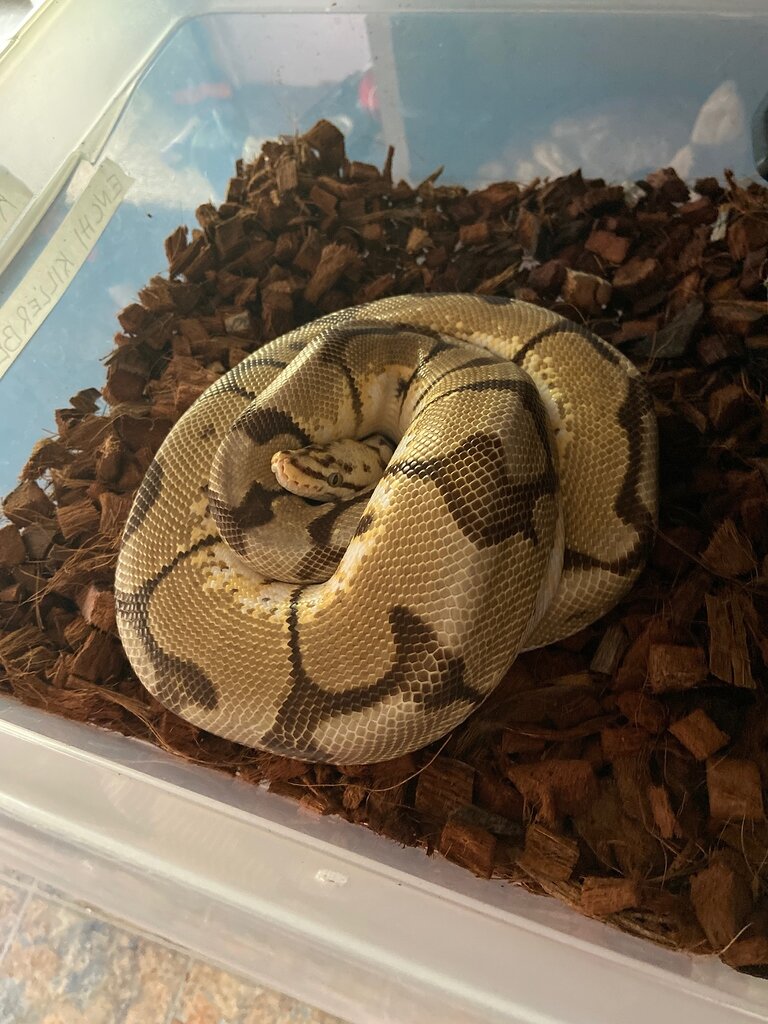 Morph identification bp - Ball Pythons - MorphMarket Reptile Community