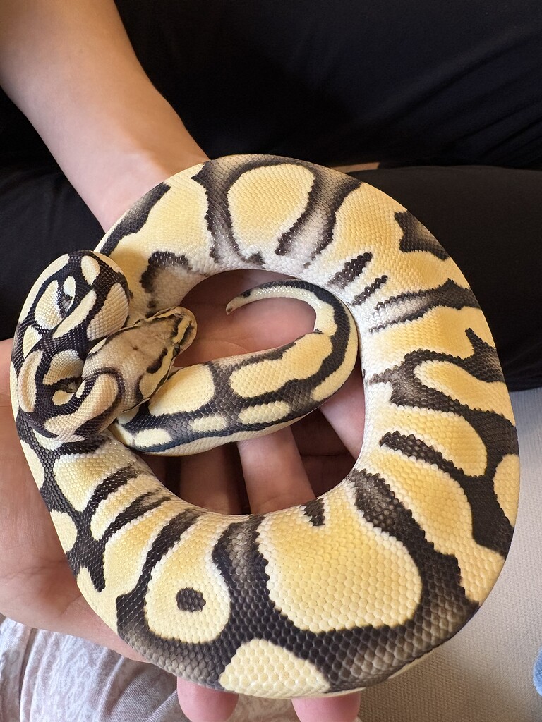 New BP! Help with morph - Ball Pythons - MorphMarket Reptile Community