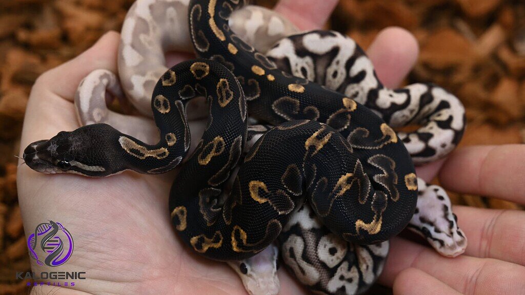 Handful of Scaleless Heads - Ball Pythons - MorphMarket Reptile Community