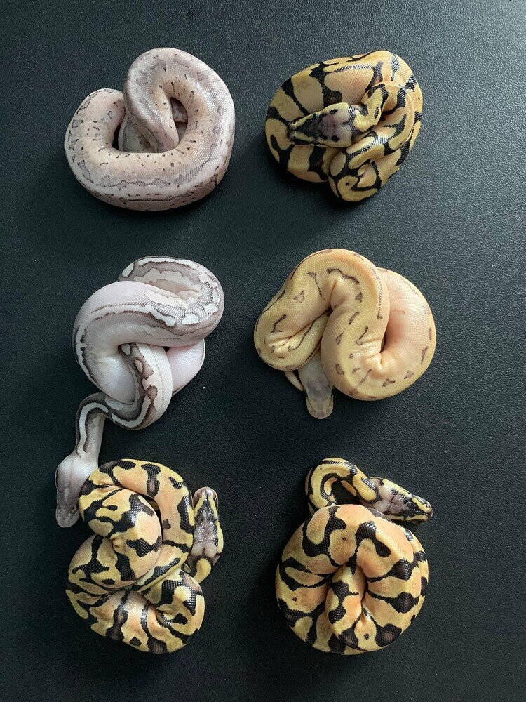 Ball Python Morph Identification - Ball Pythons - MorphMarket Reptile ...