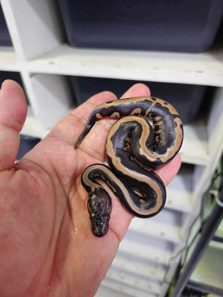 Need help confirming the genes (2) - Ball Pythons - MorphMarket Reptile ...