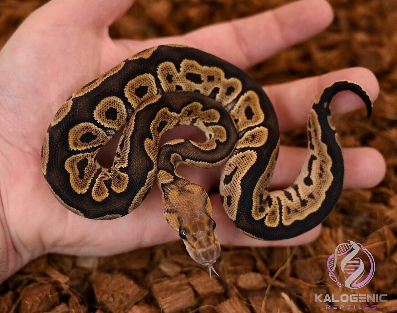 Peanut butter and jelly type of combo - Ball Pythons - MorphMarket ...