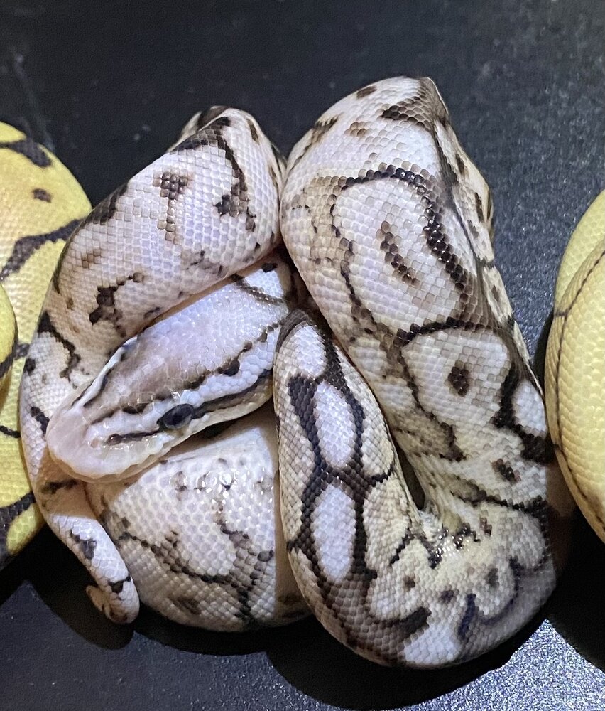 Wobble in hatchling - Ball Pythons - MorphMarket Reptile Community