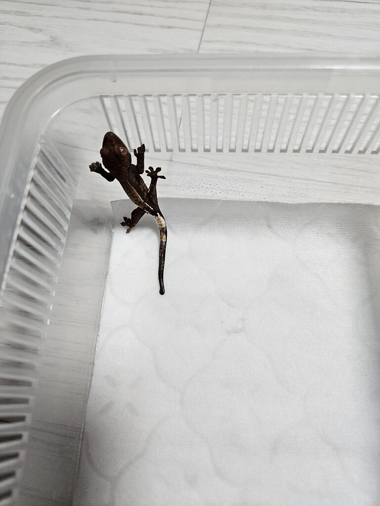 What my morph? - All Reptiles - MorphMarket Reptile Community