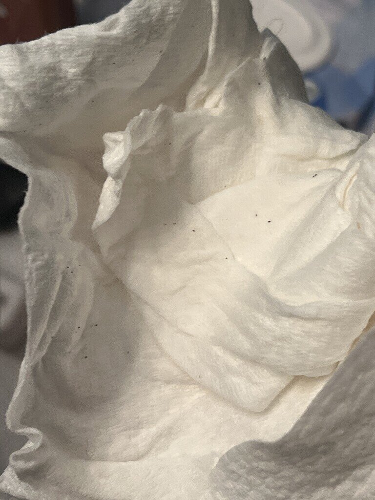 Mites, yuck 🤢 - Ball Pythons - MorphMarket Reptile Community