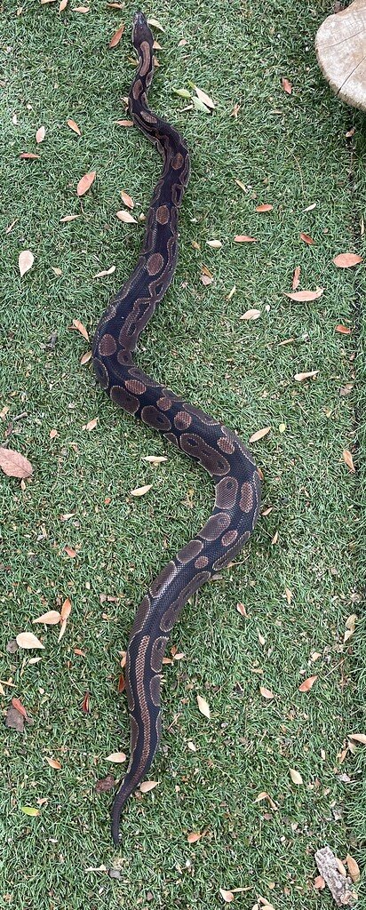 A Small Oddity - Marker Snake/Pigment leak - Ball Pythons - MorphMarket ...