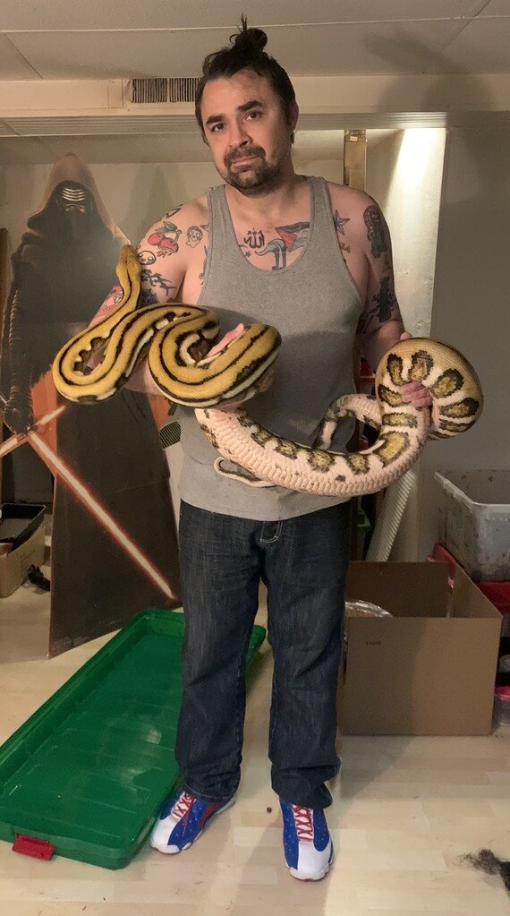 Adult super dwarf retic pair photos - Reticulated Pythons - MorphMarket ...