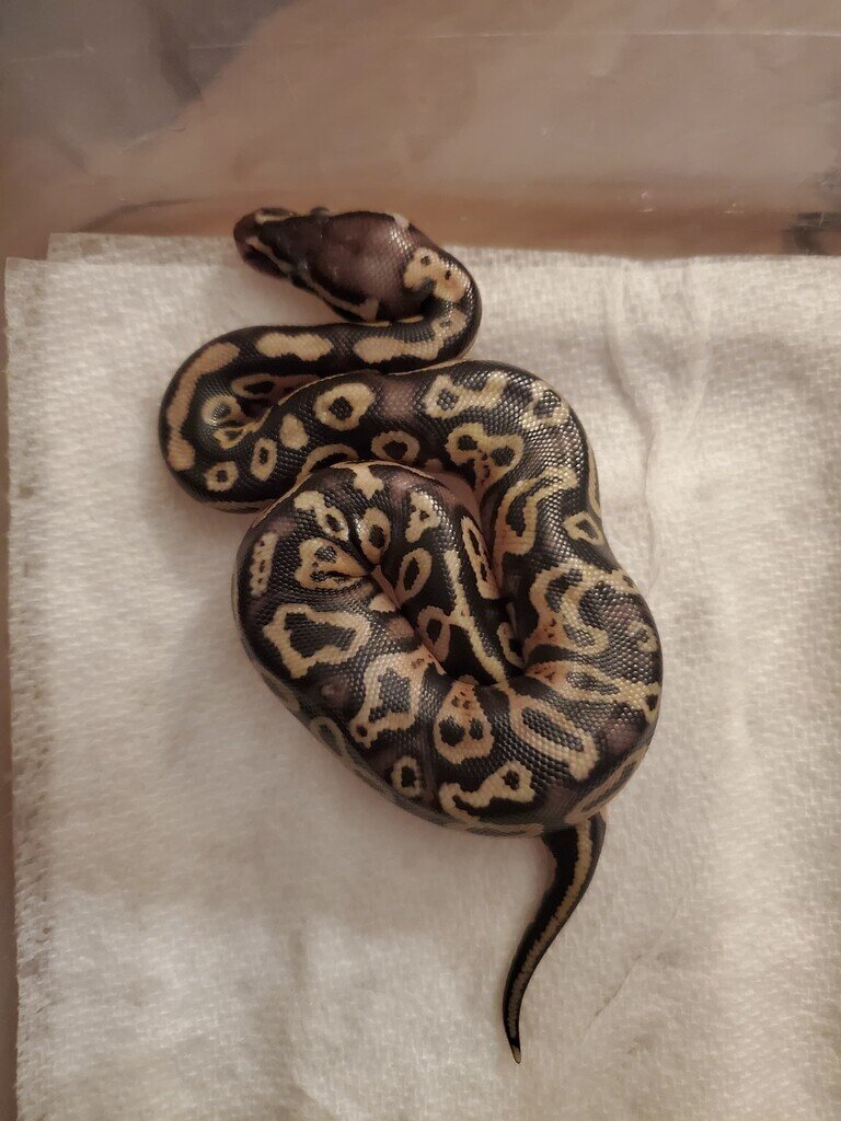 Identification Nanny X Pastel Surge - Ball Pythons - MorphMarket ...