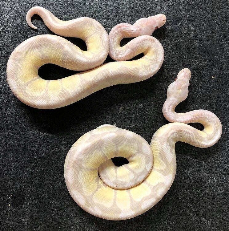 Which albino morph produces the most solid white snake with red eyes ...