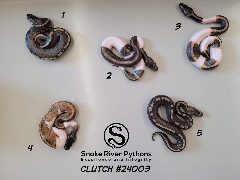 Need ID opinions on long awaited clutch - Ball Pythons - MorphMarket ...