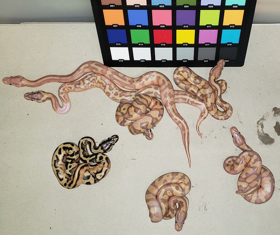 Came home from holiday to a bunch of bananas! - Ball Pythons ...