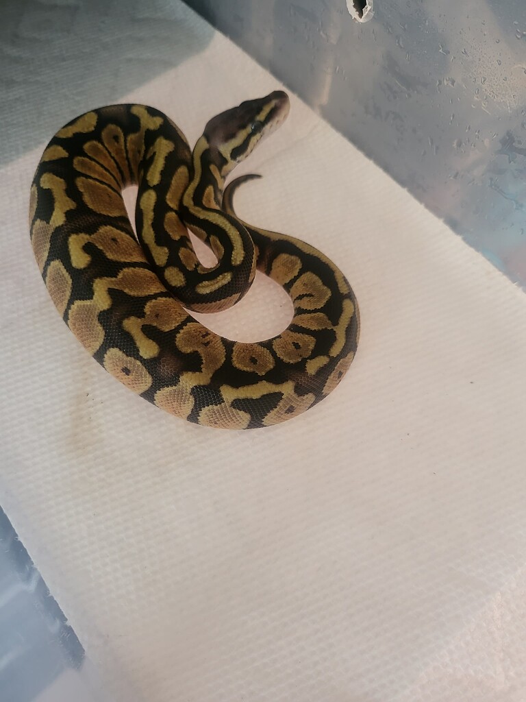 Help figure out babies and parent morph - Ball Pythons - MorphMarket ...