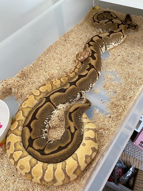Guide in asking for Morph Identification Help - Ball Pythons ...