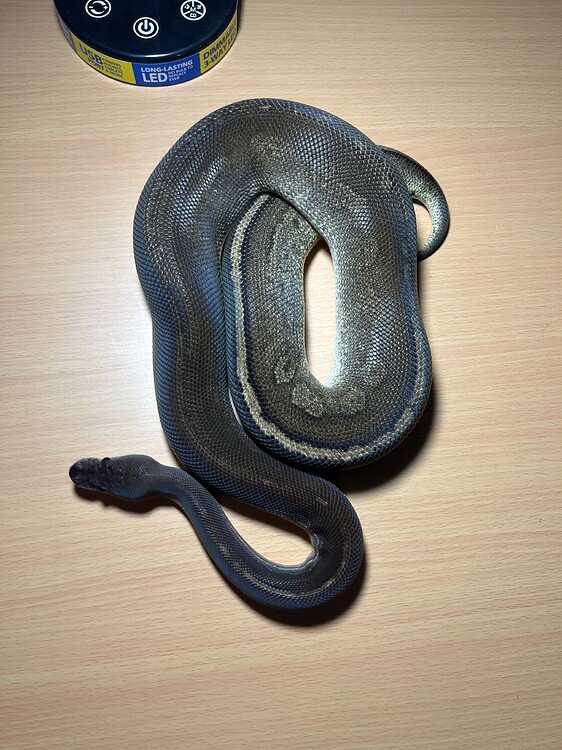 Black ball pythons - Ball Pythons - MorphMarket Reptile Community