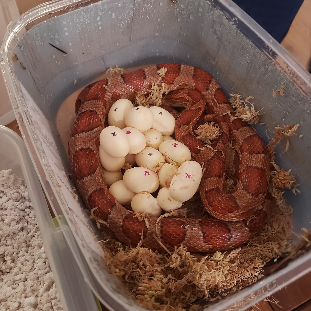 We've got eggs! - Corn Snakes - MorphMarket Reptile Community