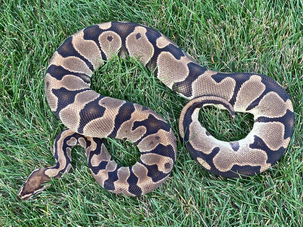 Blade Piebald and amount of white - Ball Pythons - MorphMarket Reptile ...