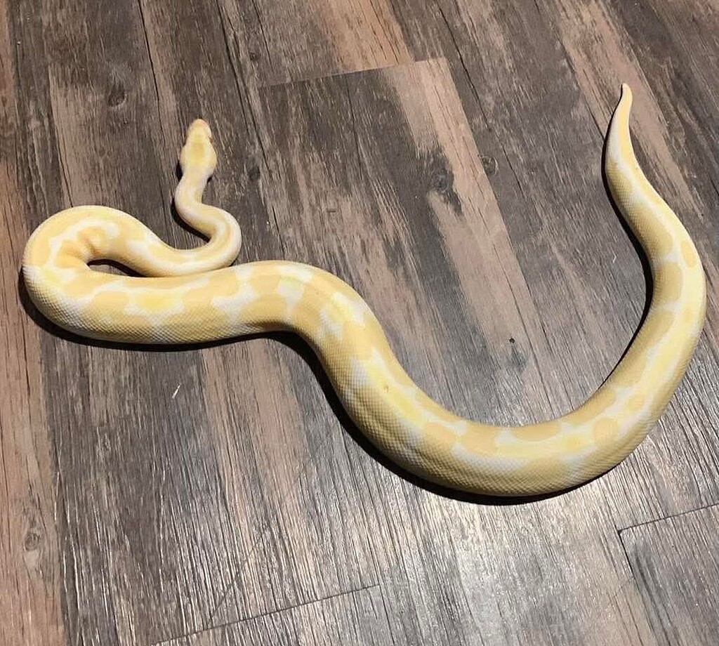 Want opinions on morphs - Ball Pythons - MorphMarket Reptile Community