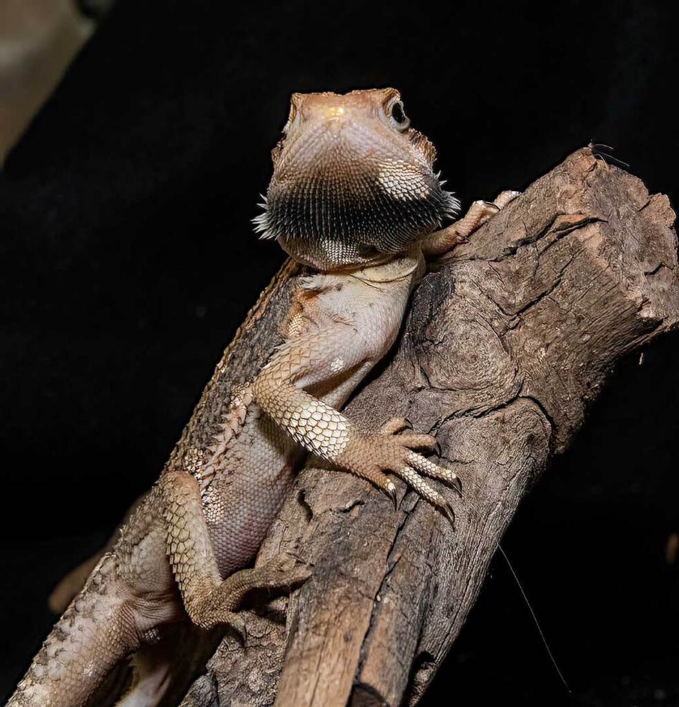 "Pied"Bearded Dragon [DONE] - Genetics & Species - MorphMarket Reptile ...