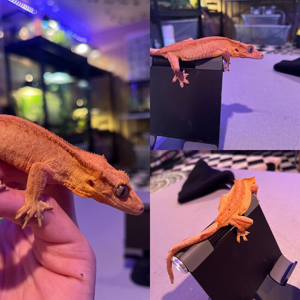 Nick's Regal Reptiles - MorphMarket - Introductions - MorphMarket ...