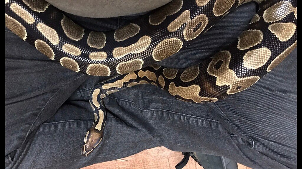 Normal/Classic royal? - Ball Pythons - MorphMarket Reptile Community