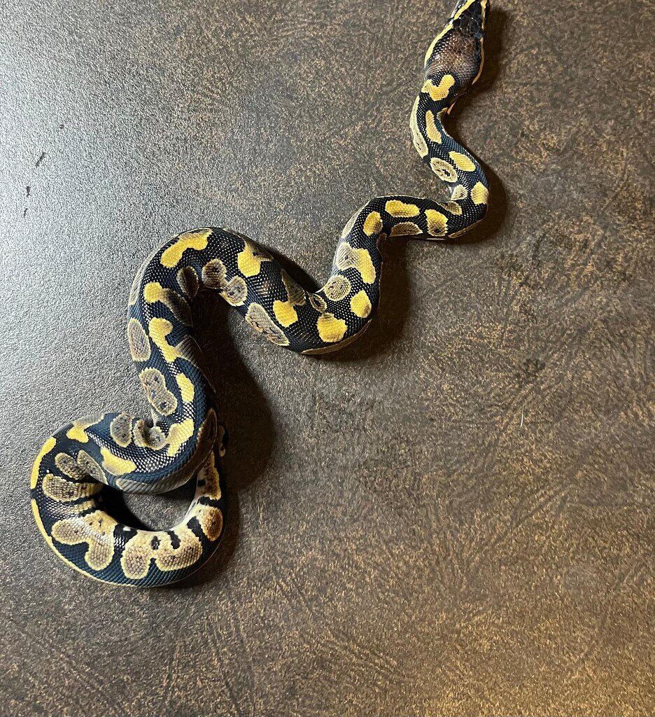 ID Help- Hatchlings - Ball Pythons - MorphMarket Reptile Community