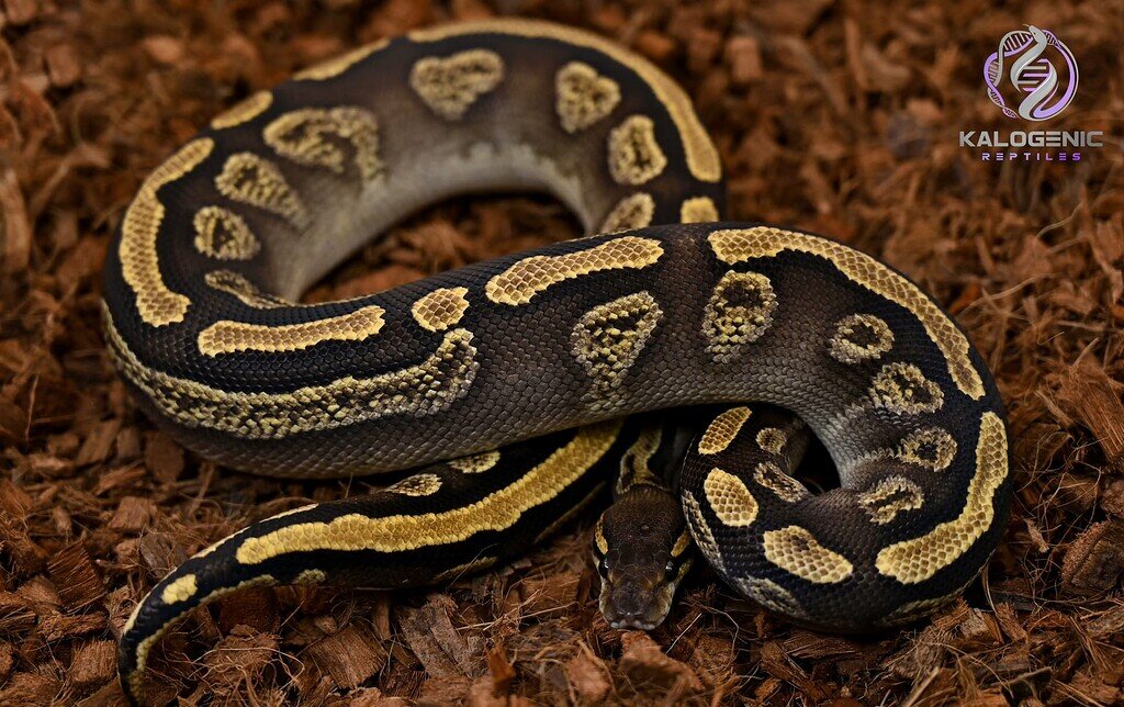 He's aged like a block of cheese 🧀 - Ball Pythons - MorphMarket Reptile ...