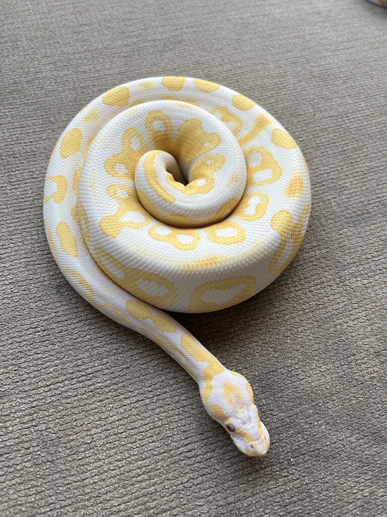 Help identifying black head on Lavender - Ball Pythons - MorphMarket ...