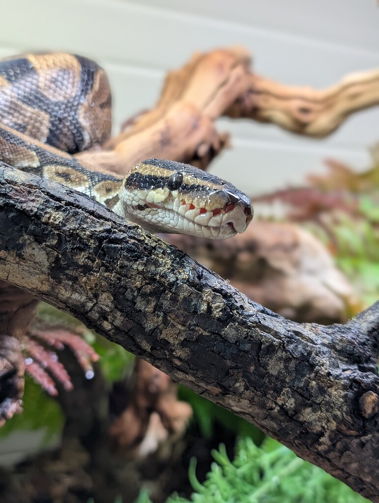 Do Ball python bask in the wild? - Ball Pythons - MorphMarket Reptile ...