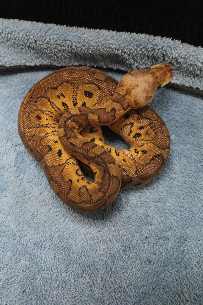 Clown + ? Genes - Ball Pythons - MorphMarket Reptile Community