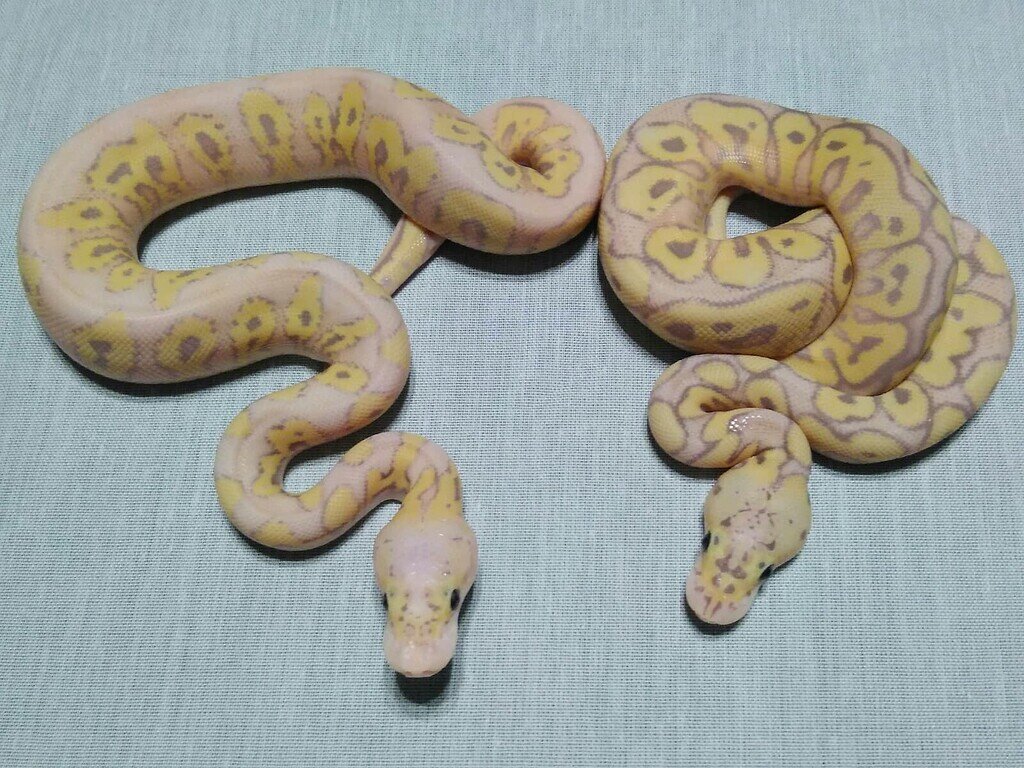 ID help, YB Clown clutch - Ball Pythons - MorphMarket Reptile Community
