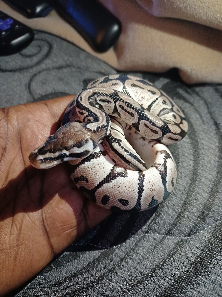 Could this be possible scaleless head pastel VPI axanthic - Ball ...