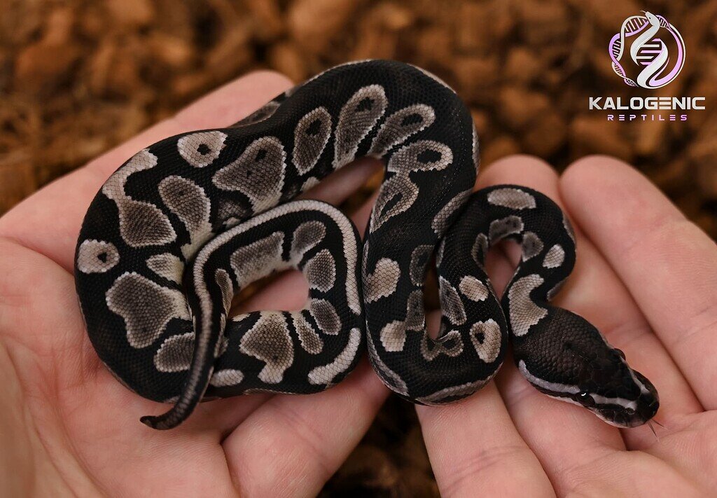 Something Something Dark Side - Ball Pythons - MorphMarket Reptile ...