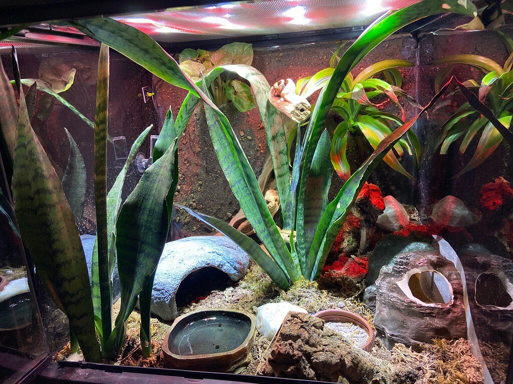 Bio active Enclosures? - Enclosures & Setups - MorphMarket Reptile ...