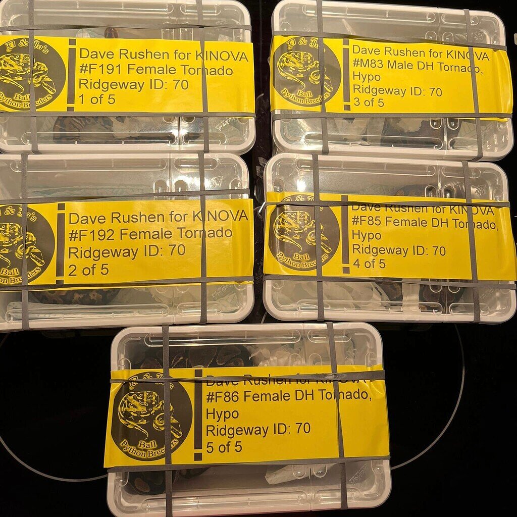 1st Tornadoes to leave us - Ball Pythons - MorphMarket Reptile Community