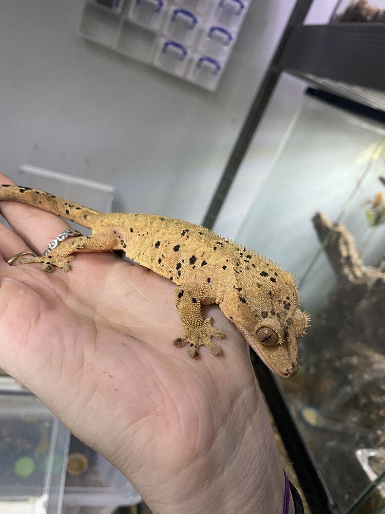 Crested Gecko Morph / Trait Guide - Crested Geckos - MorphMarket ...