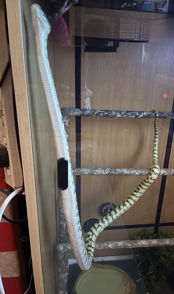 Carpondro brother and sister - Carpet Pythons - MorphMarket Reptile ...