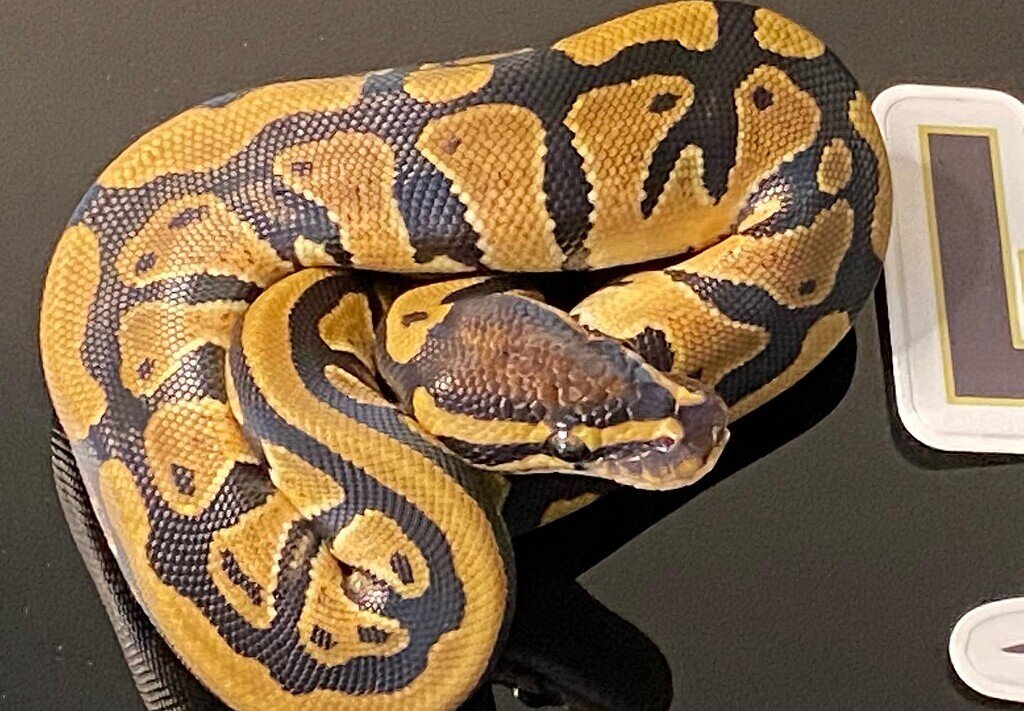 Holy Grail Clutch - Ball Pythons - MorphMarket Reptile Community