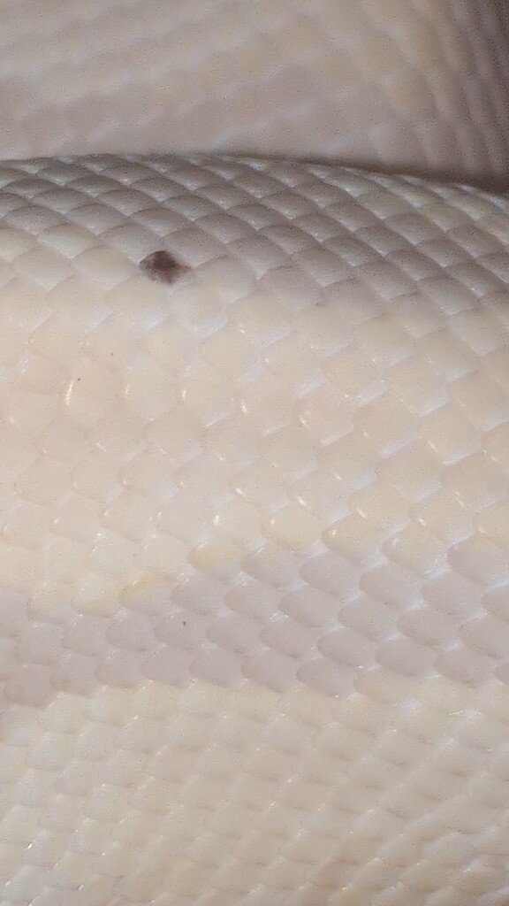 Ball python has a single brown scale? - Ball Pythons - MorphMarket ...
